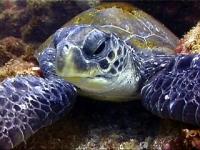 The Green Turtle (Chelonia mydas) » Planula