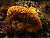 Sponges: More Than Just a Bathroom Accessory » Planula